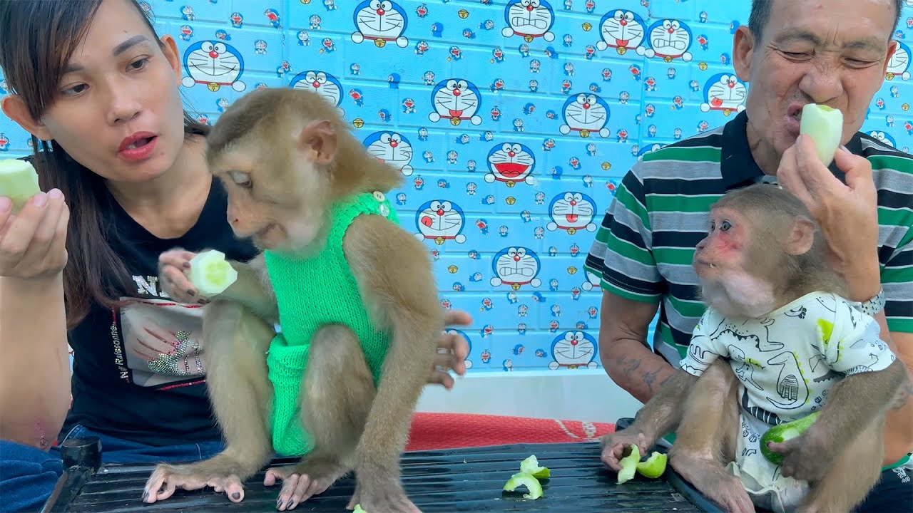 Monkey Sam's family enjoys fruit - YouTube