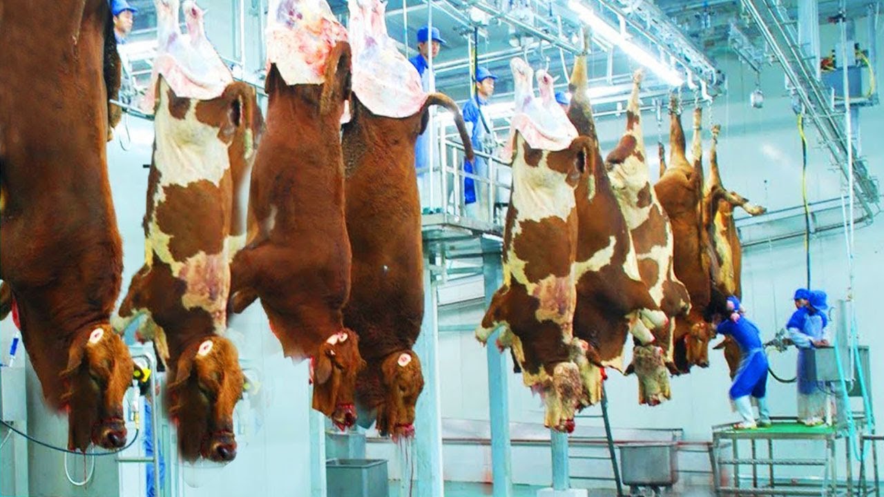 BEST POWERFUL MACHINES HELP FARMERS: TRIMMING COWS' HOOVES AND ...