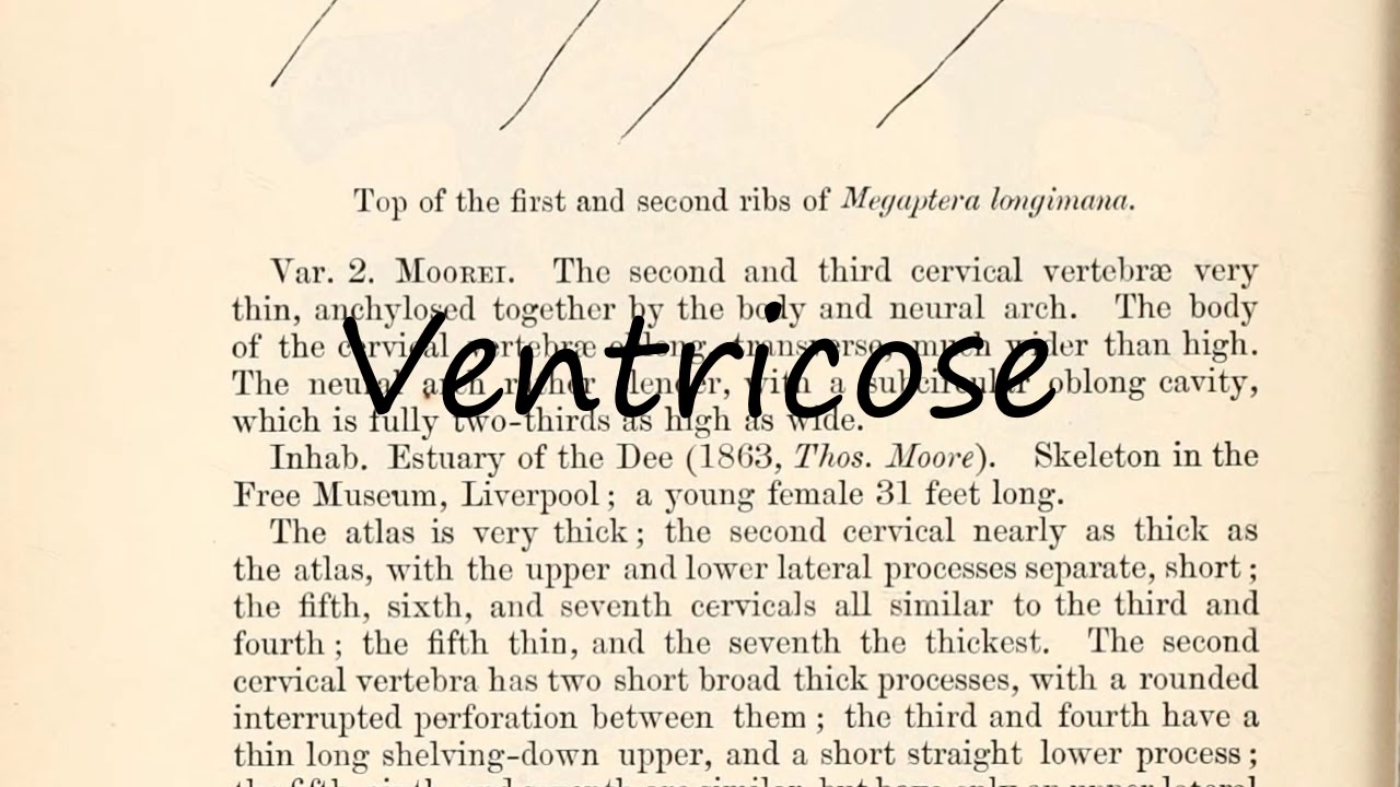 How to Pronounce Ventricose? - YouTube
