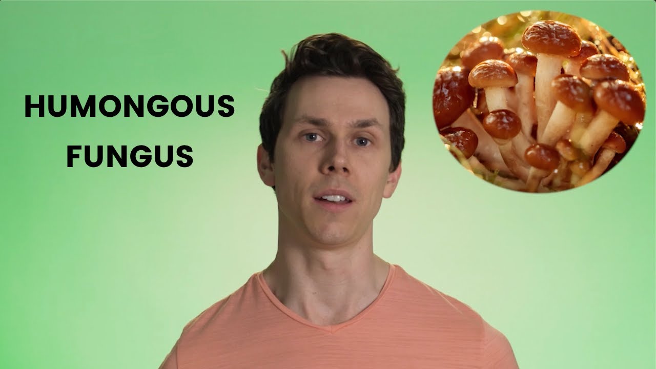 The Humongous Fungus - YouTube