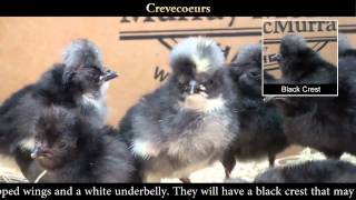 Crevecoeur Chicken