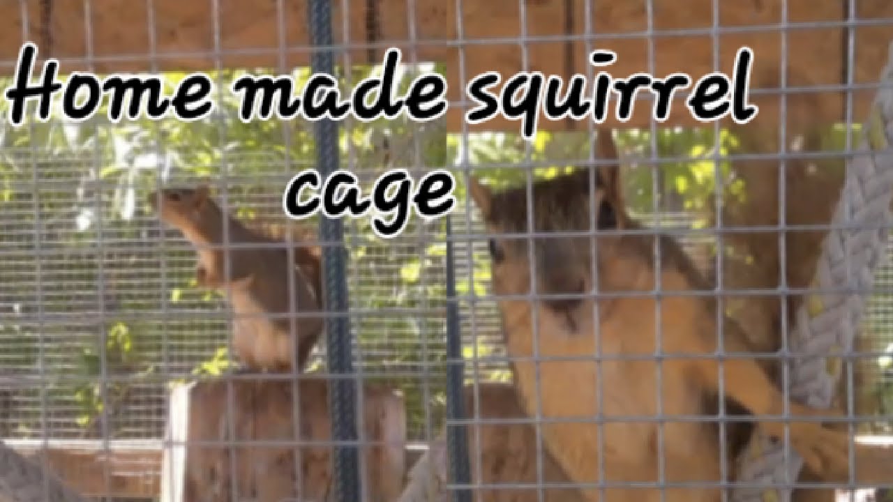 Homemade squirrel cage part 6 - YouTube
