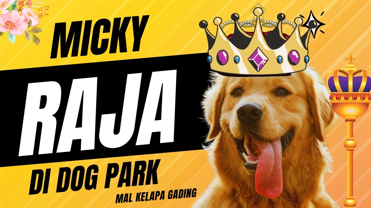 GAYA ANABUL SEPERTI RAJA😡💥😡👹micky raja dog park💋anjing golden retriever ...