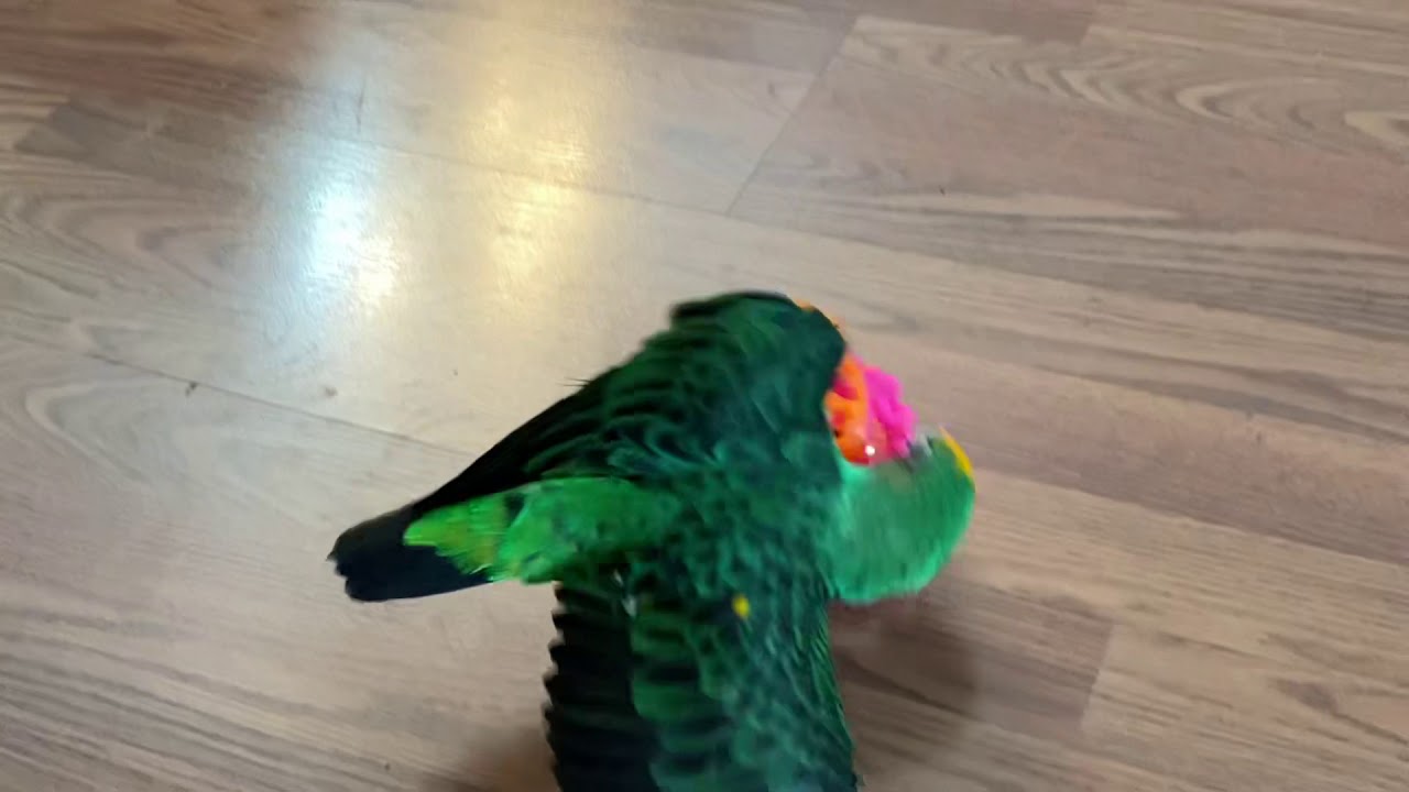 Jardine’s Parrot Playing With A Ball - YouTube