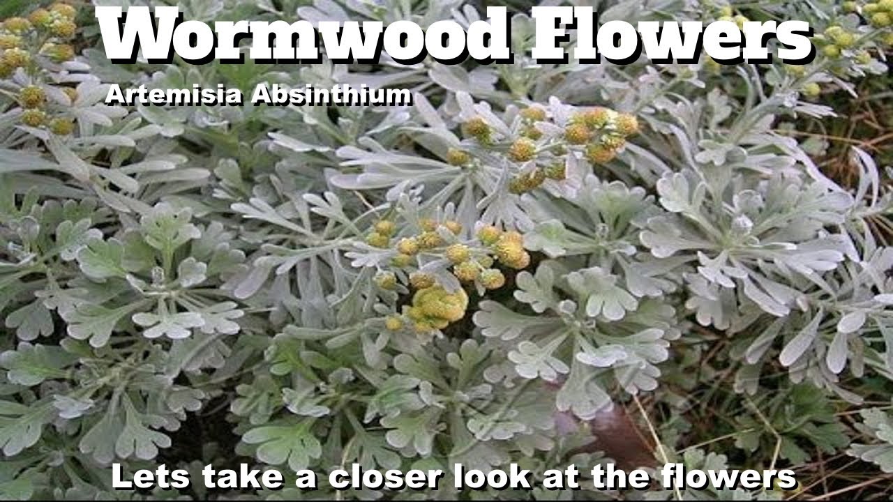 Artemisia Absinthium Common Wormwood Silverado: Seeds