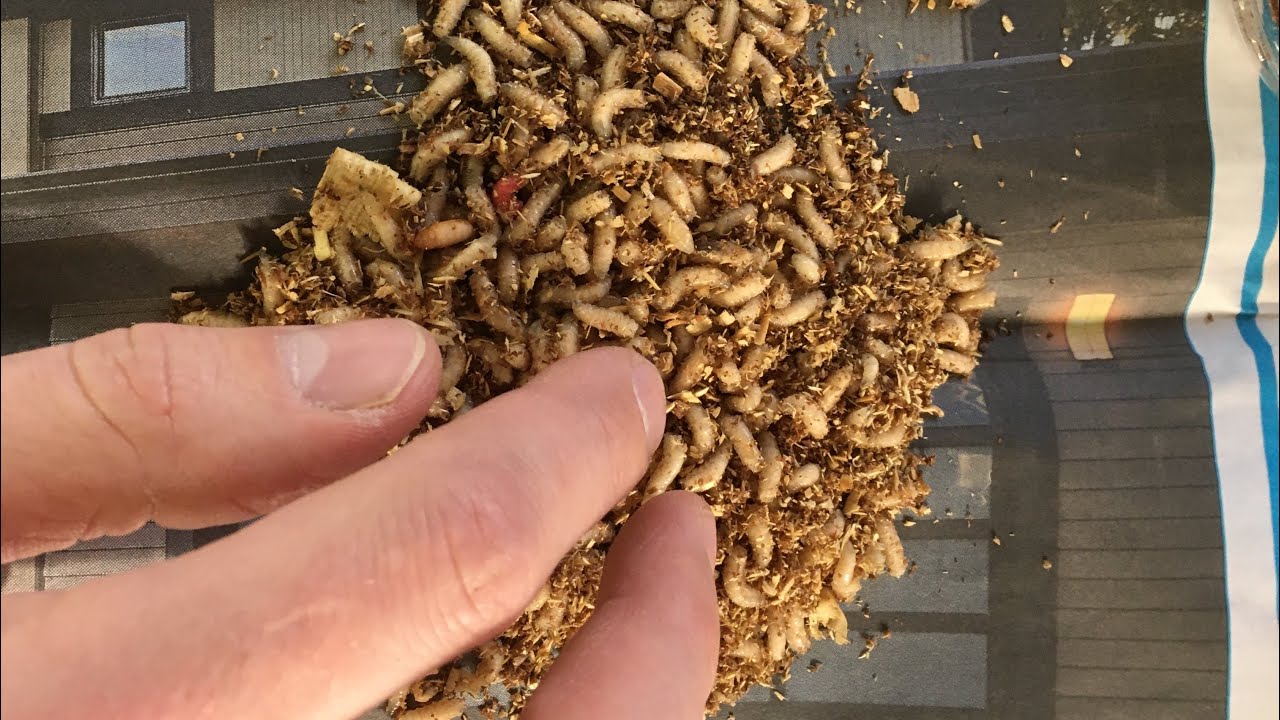 Putting my hand in MAGGOTS #corpsemaggots#maggots#flymaggots - YouTube