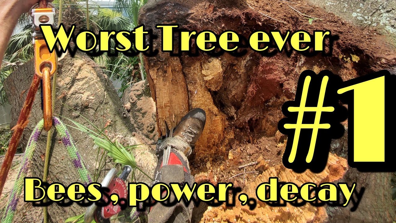 (raw) #1 That one tree that was the worst tree I ever did . - YouTube