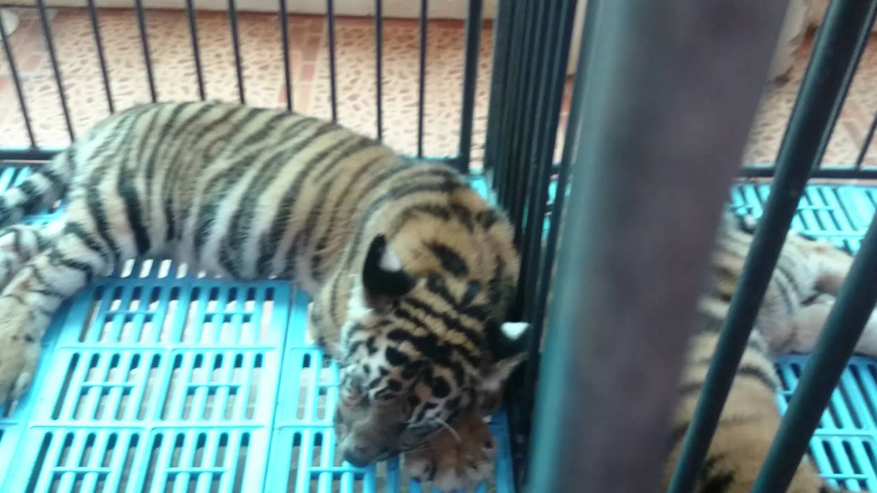 Tiger cub waiting to be feed - YouTube