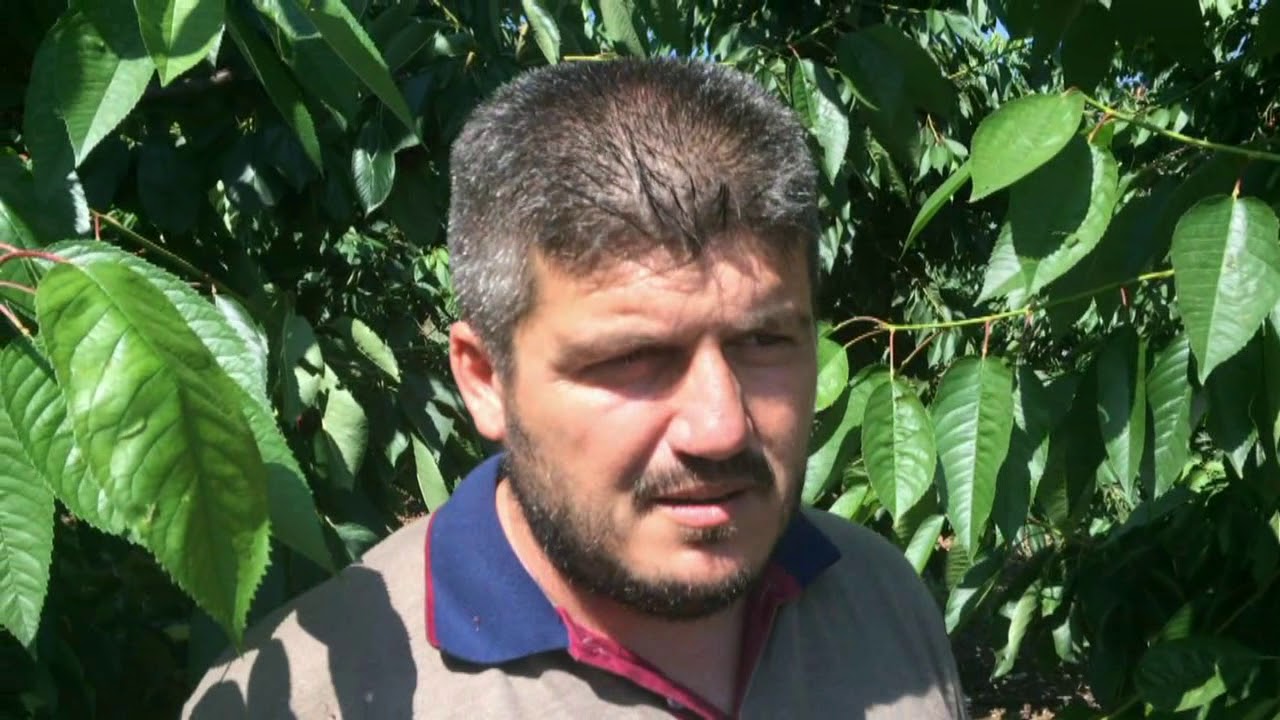 ΞΕΚΙΝΗΣΕ Η ΣΥΓΚΟΜΙΔΗ ΚΕΡΑΣΙΟΥ ΣΤΟΥΣ ΠΥΡΓΟΥΣ ΕΟΡΔΑΙΑΣ - YouTube
