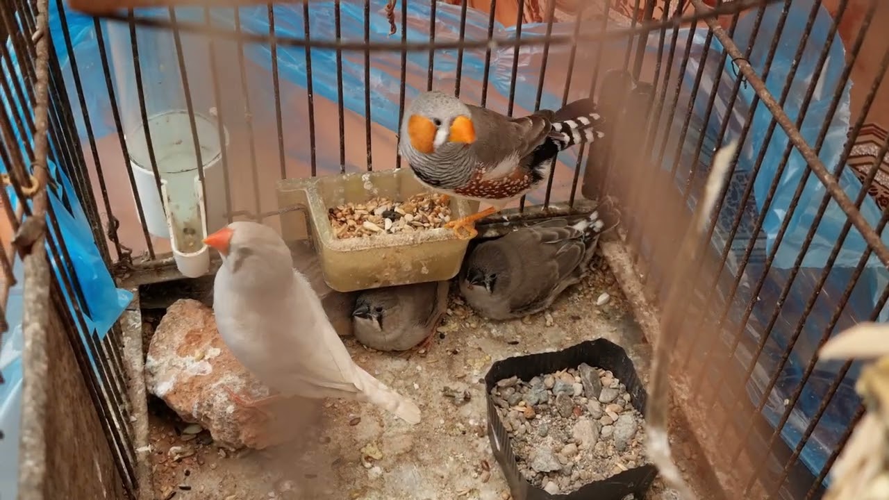 🪶Au coborât din cuib pui de zebra australiana ‼️🐦🕊 - YouTube