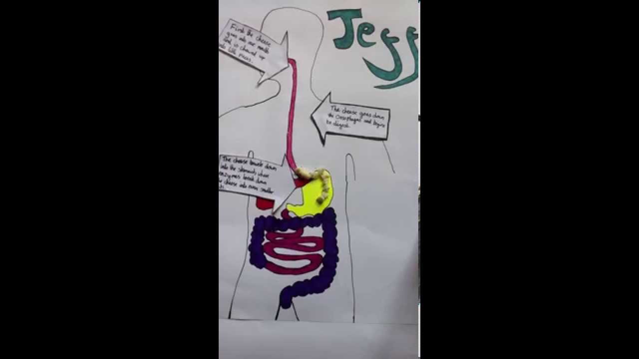 The Digestion System With CHEESE - YouTube