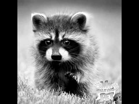 SCREAMING RACCOON AHHHHHHHHHHHH - YouTube