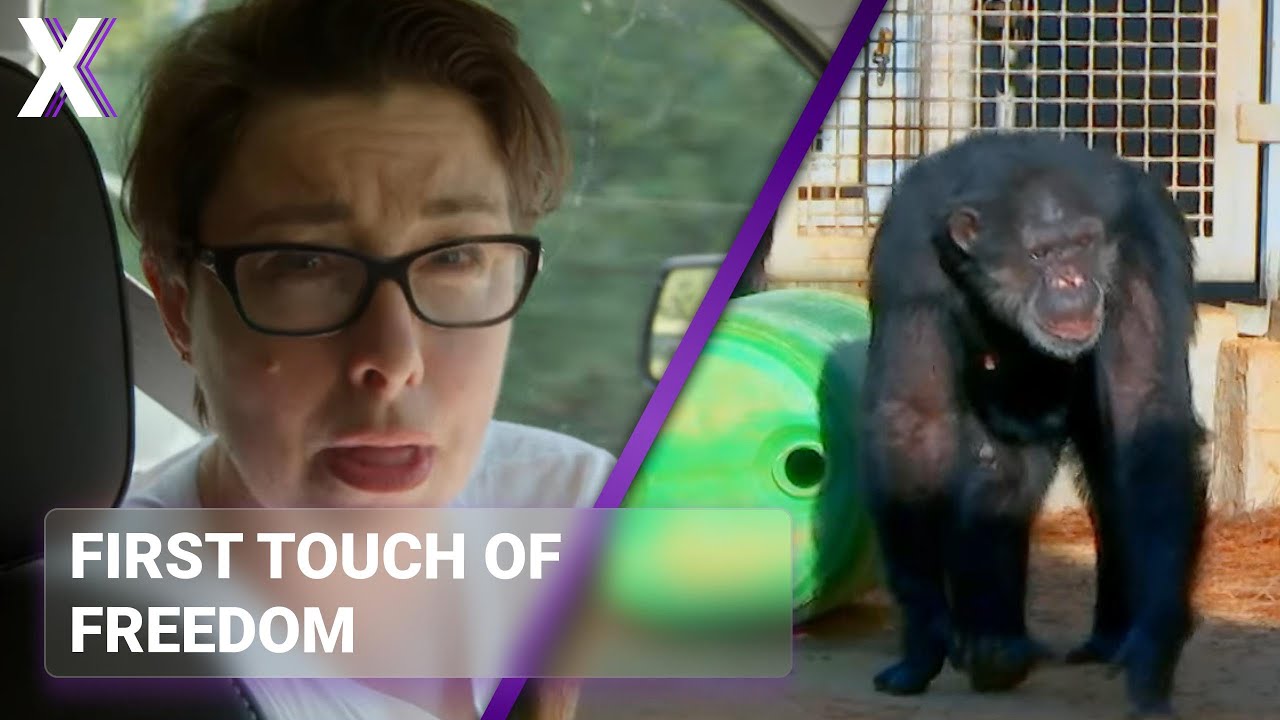 Laboratory Chimps Meet For The First Time | Chimp Sanctuary - YouTube