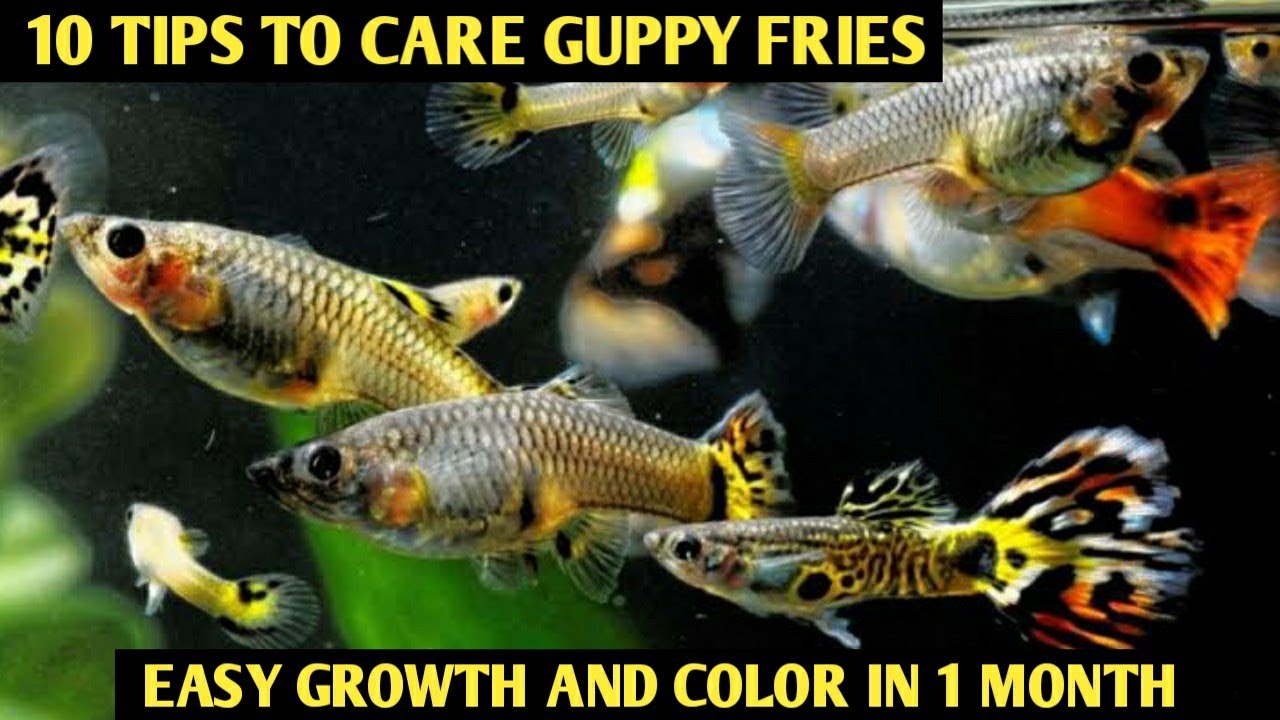 10 TIPS TO CARE GUPPIES FRIES | GUPPIES BREEDING METHOD |tamil ...