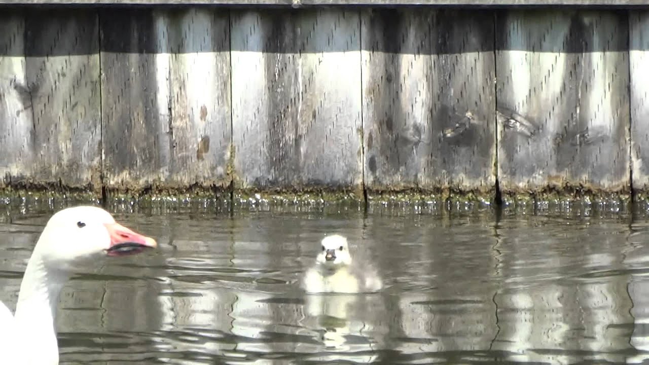 Snow gosling jumps into the University of York lake - YouTube
