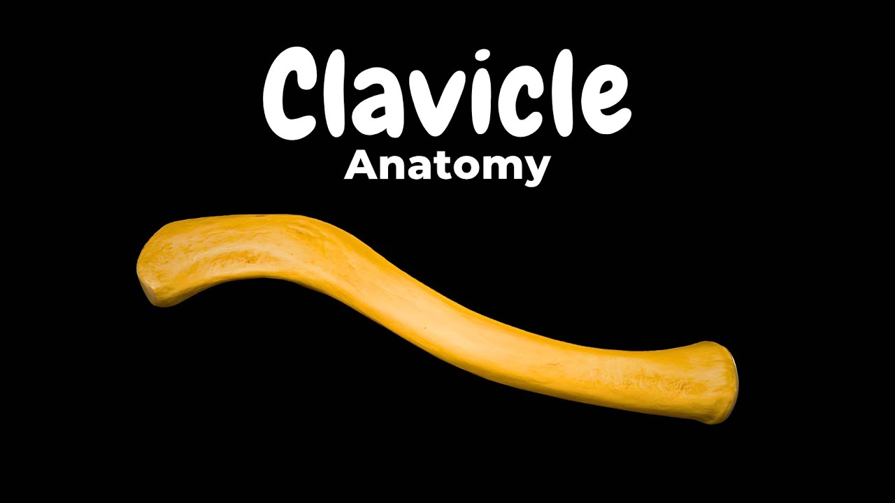 The Clavicle (Collarbone): Parts, Joints, and Common Injuries ...