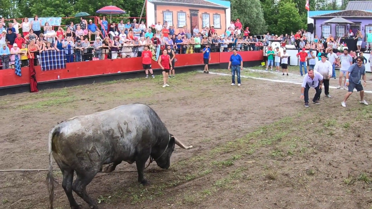 GRANDE TOURADA NA QUINTA OLE TOIRO ...