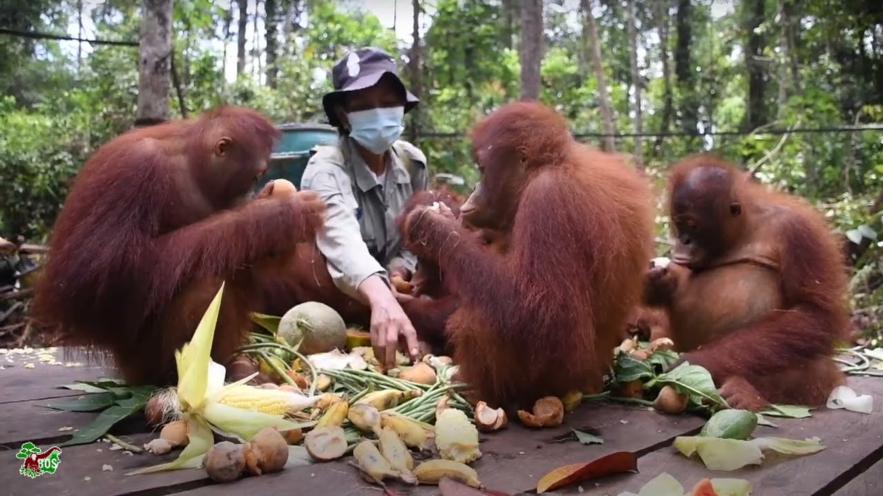 ORANGUTAN FOOD PARTY! - YouTube