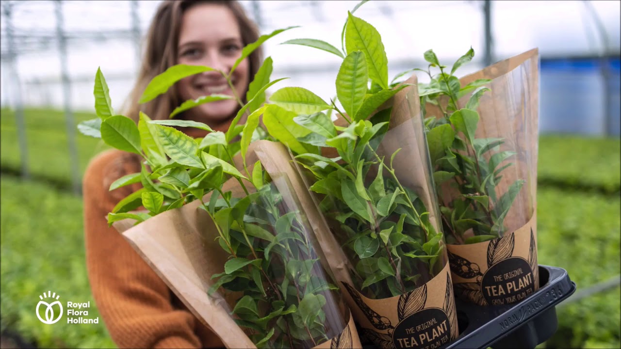 Greenovation Awards 2019 - YouTube
