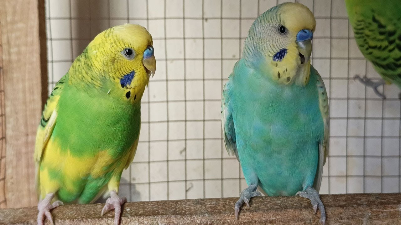 Happy Cute Parakeet Budgie Birds 12 Hr , Listen to Nature Bird Songs ...