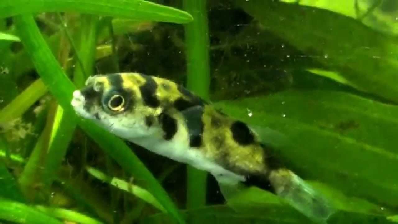 AMAZON PUFFER (COLOMESUS ASELLUS), BAIACU AMAZÔNICO, Planted Aquarium ...