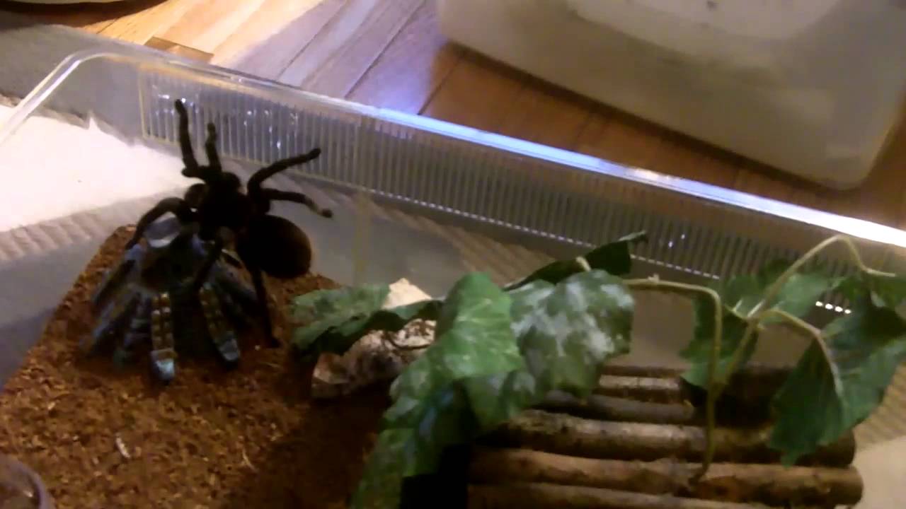Tarantula Mythbuster Video 40: Detailed Vid of Mating & Eggs to Slings ...