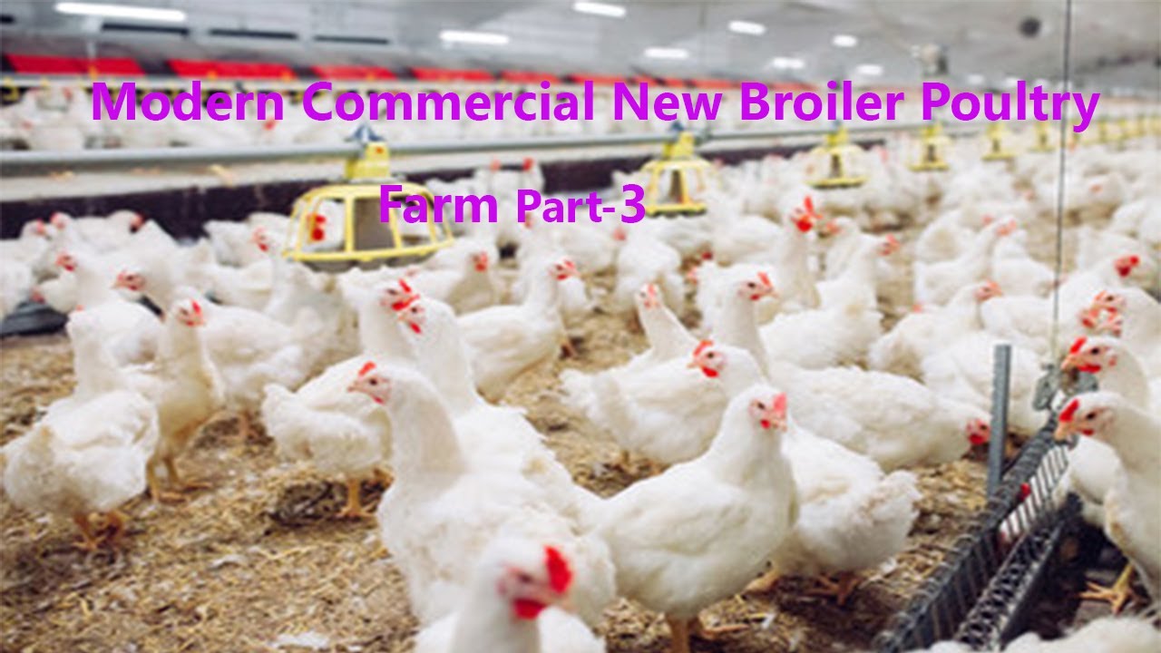 Modern Commercial New Broiler Poultry Farm Part 3 - YouTube