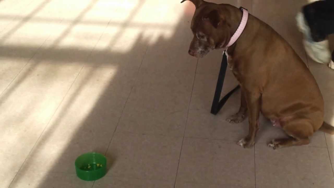 Dog Training - WAIT for your food - YouTube