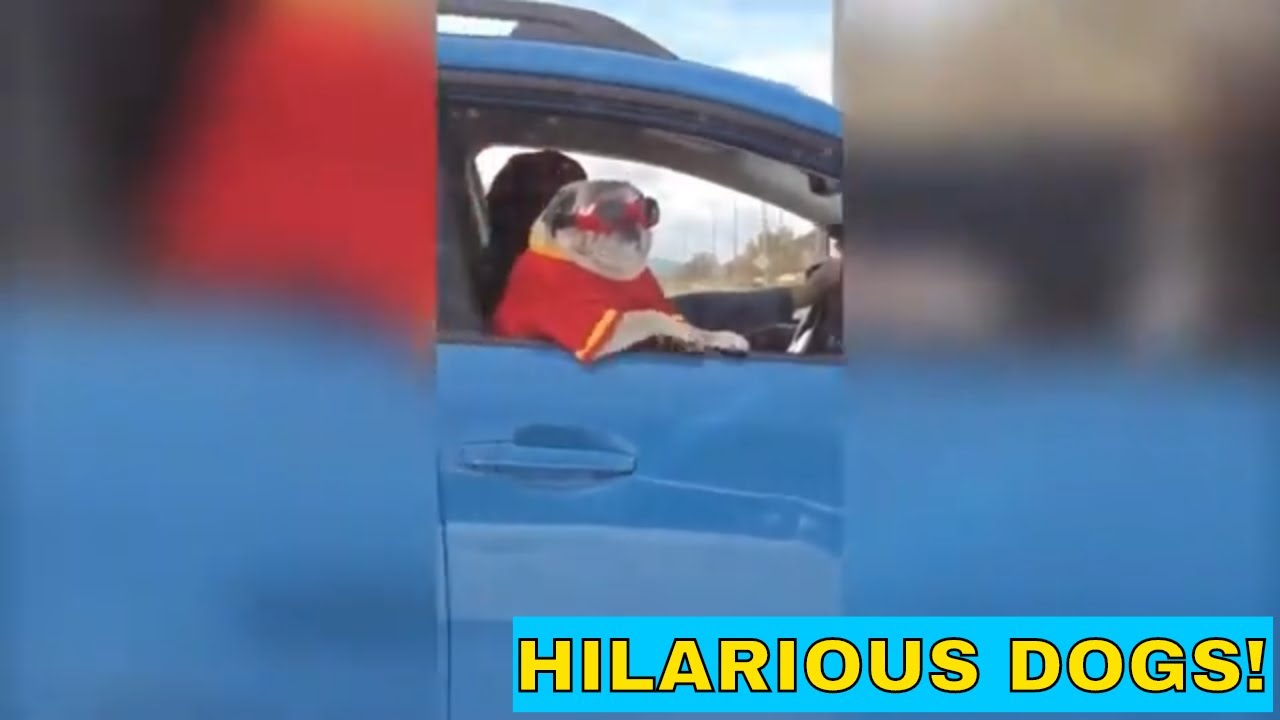 Clumsy Dog Videos YouTube clumsy-dog-videos-youtube