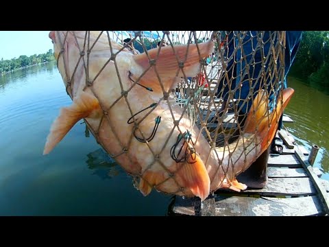 Amazing fishing with beautiful natural kesharpar digi, Senbag, Noakhali ...