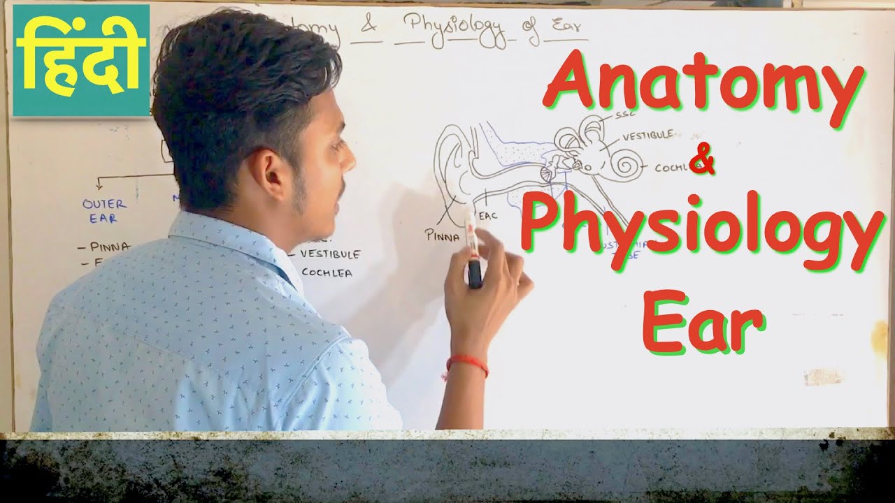 Anatomy & Physiology Of Ear In Hindi || Outer Ear || Middle Ear || Part ...