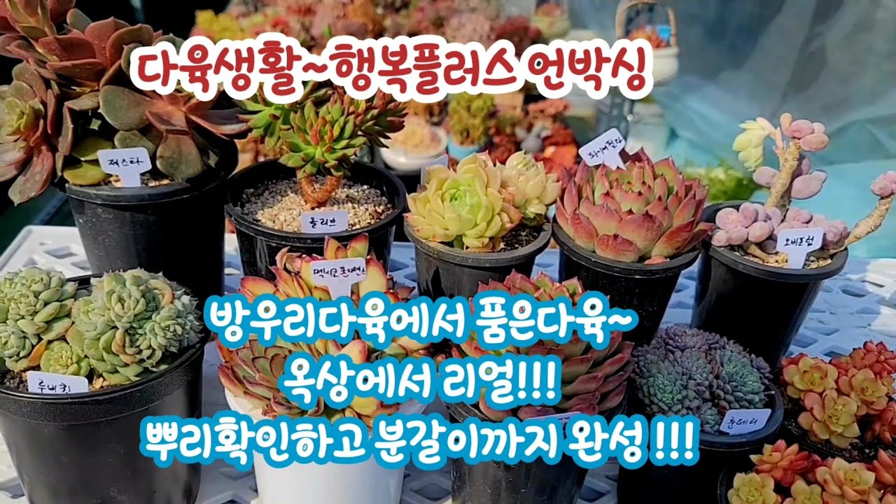 다육생활 행복플러스 언박싱과뿌리확인및분갈이까지 한번에 해결 해요제스타군생 파이어필라 아르케인 오비포럼등 Youtube