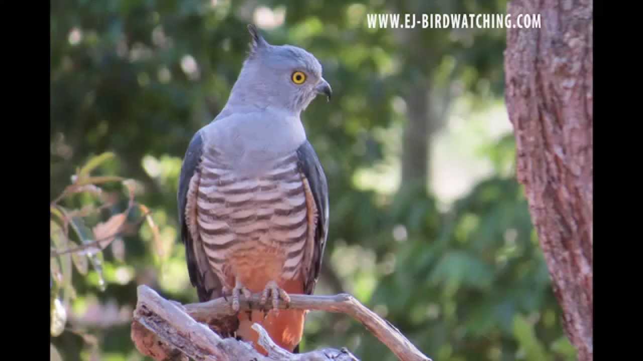 Pacific Baza - Bird watching in Australia with Ej-Birdwatching - YouTube
