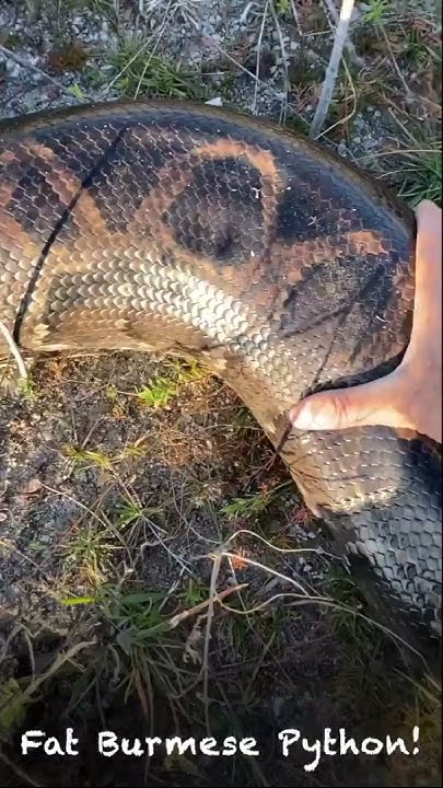Fat Burmese Python! - YouTube