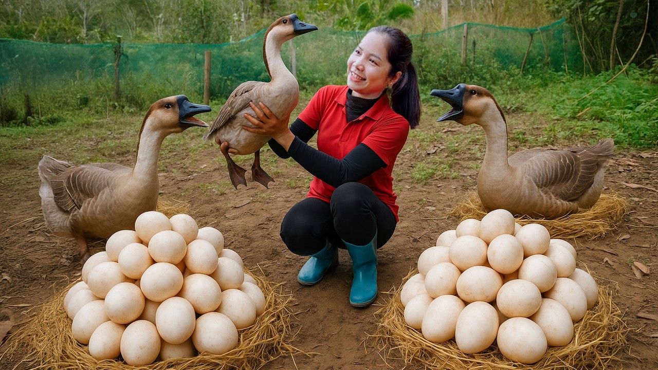 Harvesting 1000 Giant Goose Eggs & Visiting a Ripe Papaya Garden | May ...