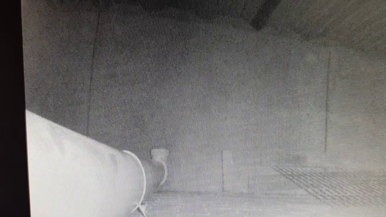 Fox hides food (bird) in my vegi garden at night - YouTube