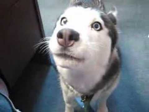 Aleut, Singing Dog - YouTube