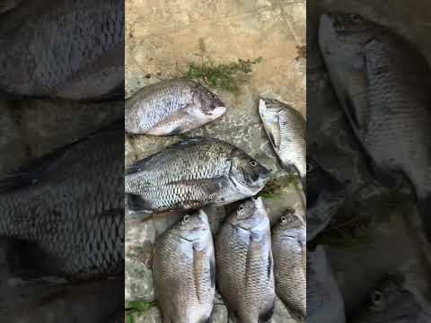 MANTAP‼️Panen Ikan Bekukon / Patik / Kakap Batu Langsung Dibakar Bareng ...