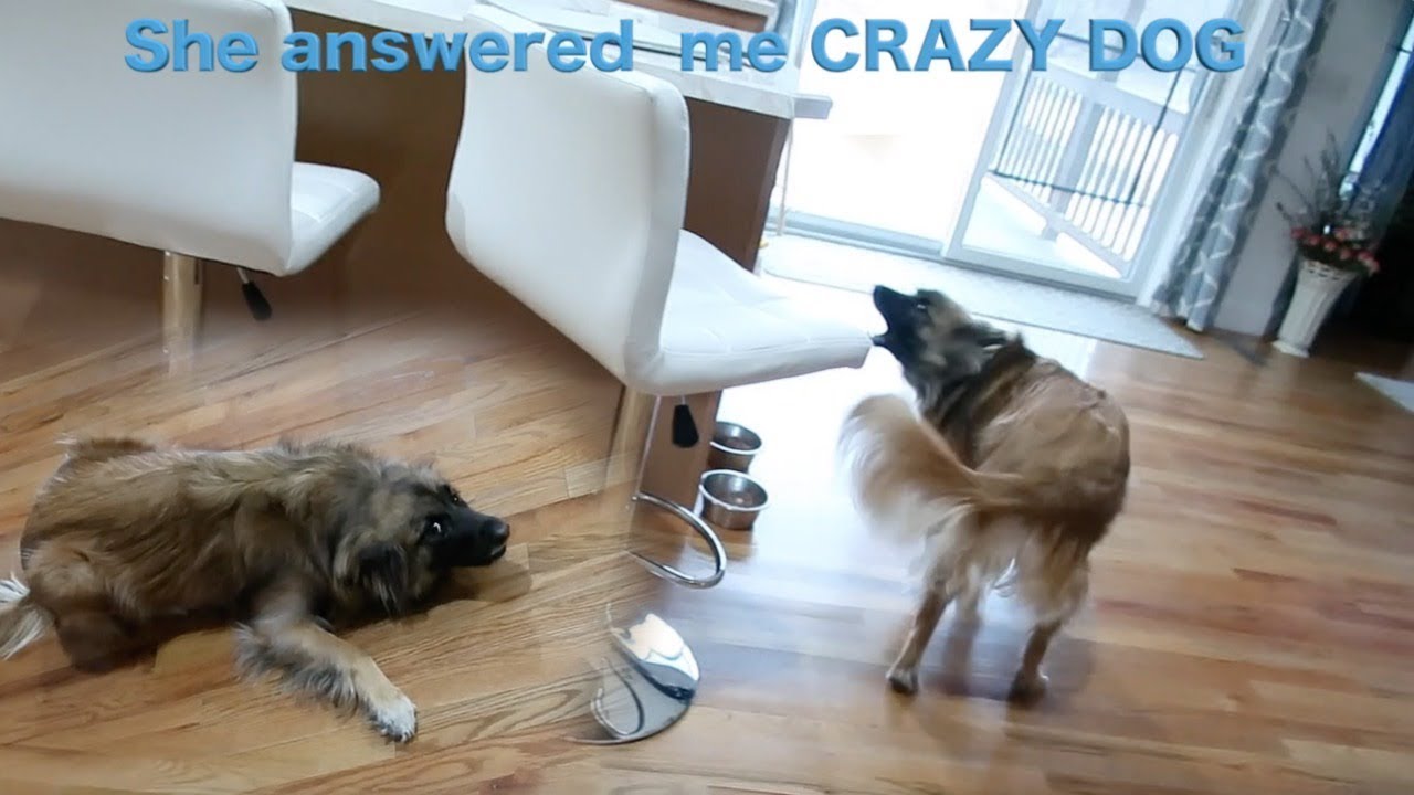AUSTRALIAN SHEPHERD TRYING TO TALK TO THE OWNER + AND SHE GET MAD - YouTube