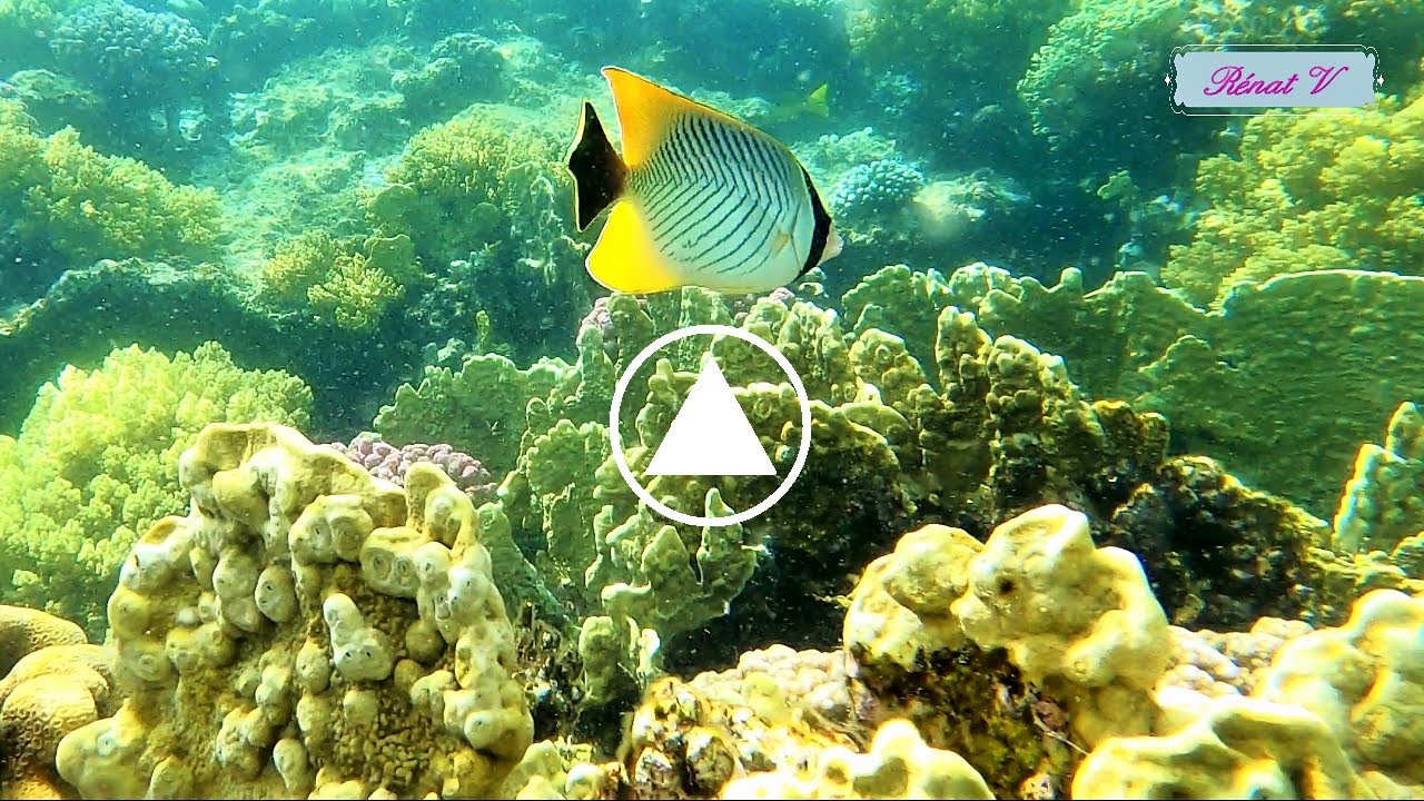 💖 2 minutes comme si vous y étiez sur le récif d'hurghada 🤿 - YouTube