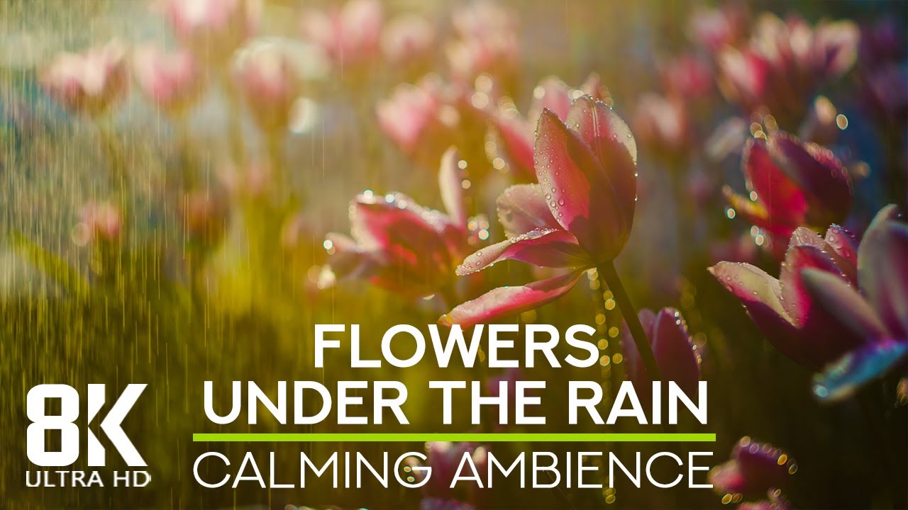 Calming Ambience of Spring Rain Sound & Birds Chirping - 8K Flowers ...