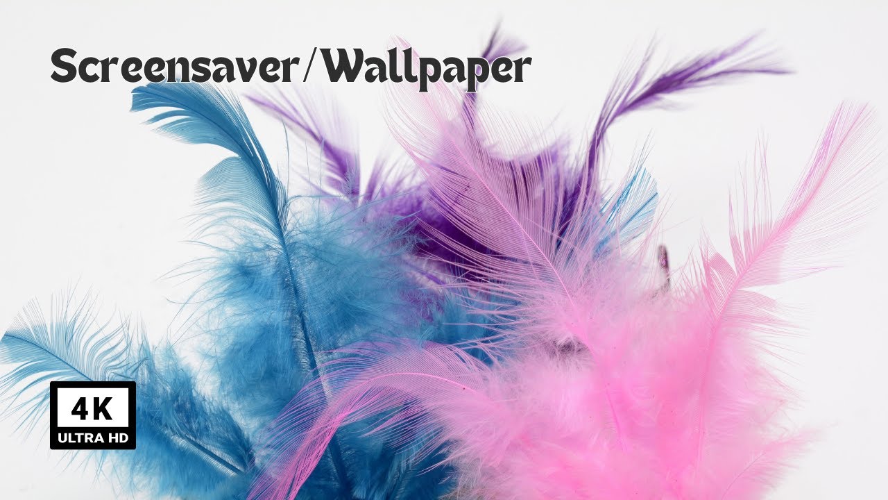 Feather Wallpaper/Screensaver for Demo Devices | Ultra HD 4K | No Music ...