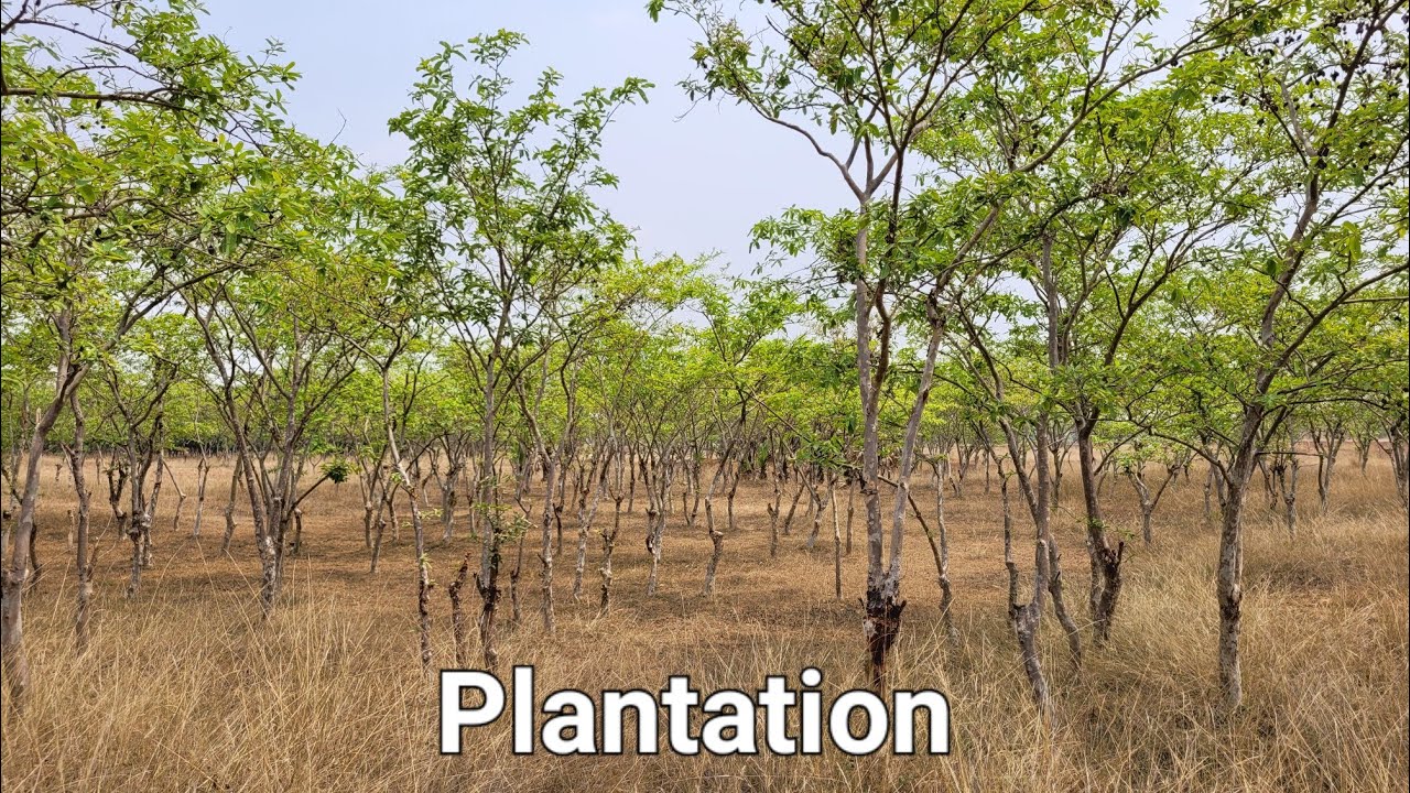 4K Plantation #nature - YouTube