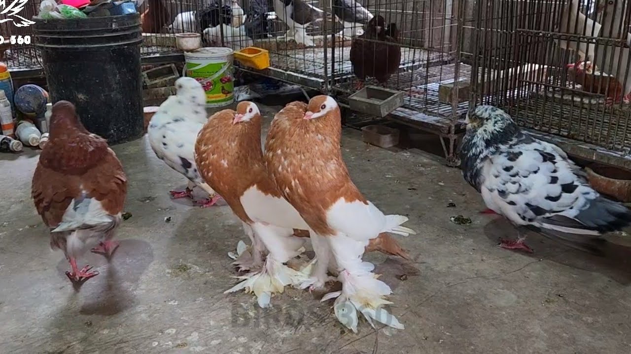 10 Most Beautiful Fancy Pigeons Collection | Pouter Pigeon Video | Exotic Fancy Pigeon Breeds ...