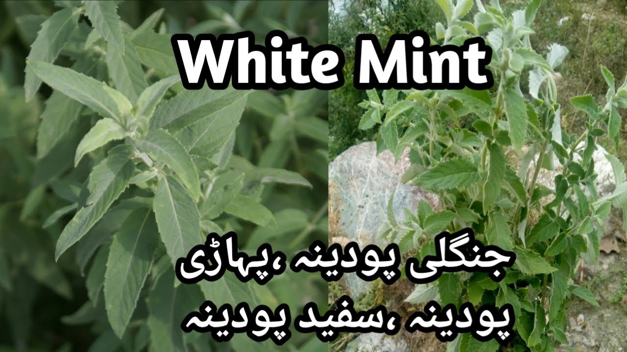 How To Grow White Mint At Home Easy To way (Pahari Pudina)||How To Grow ...