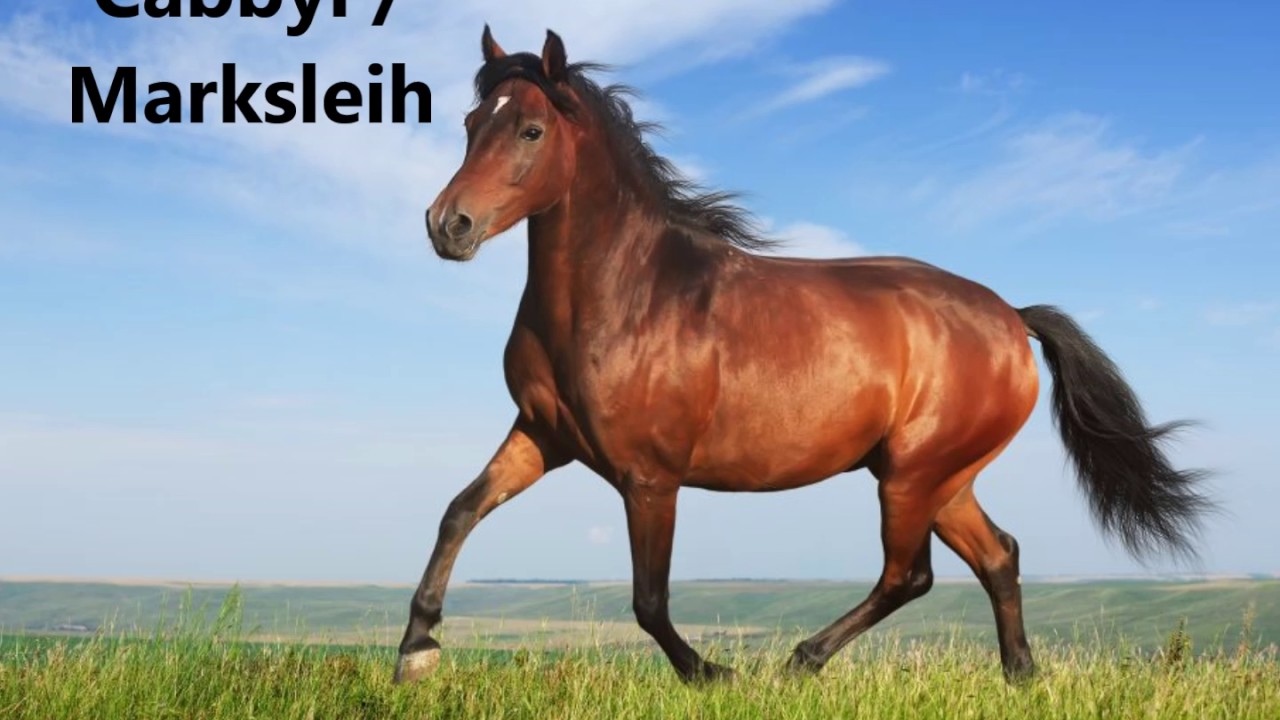 Manx - Animals - YouTube