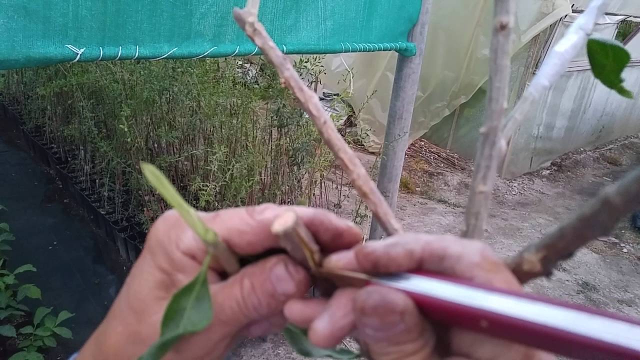Goji berry grafting for first time in Greece and hall Europe - YouTube