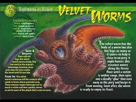 WORLD BUG LEAGUE BOUT..Harvestman vs Velvet Worm