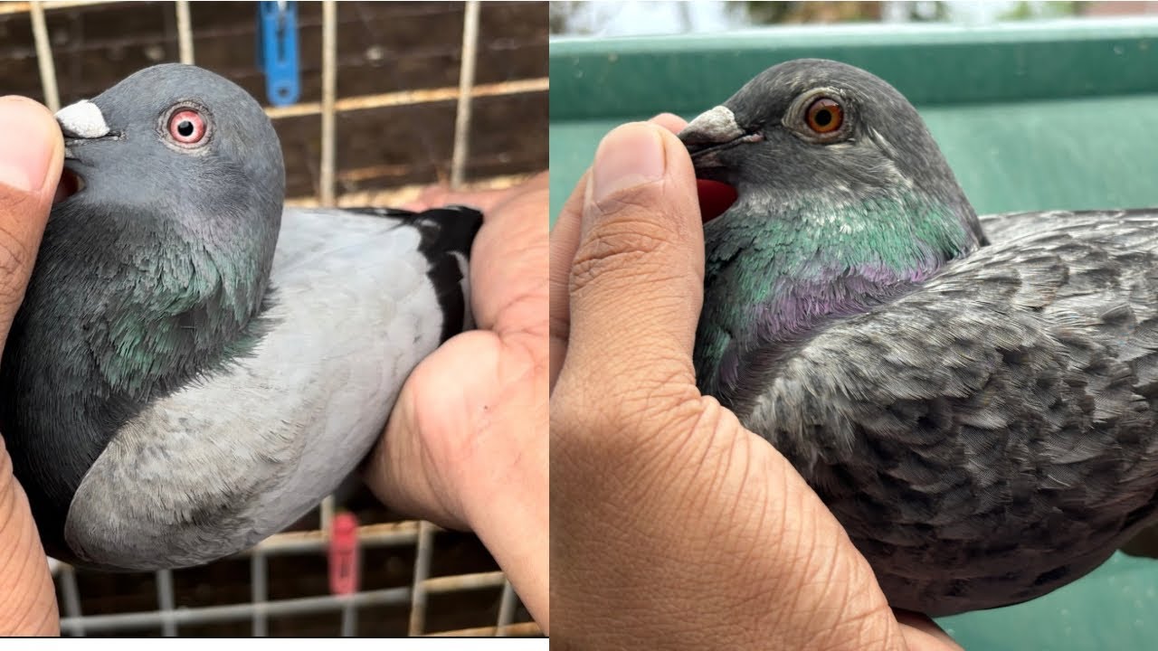 19PCS FRESH TAIWAN BIRDS PILI NA MGA KALAPATIDS 🇹🇼🇹🇼🇹🇼 - YouTube