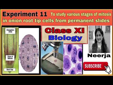 stages of mitosis in onion root tip cells from permanent slides ...